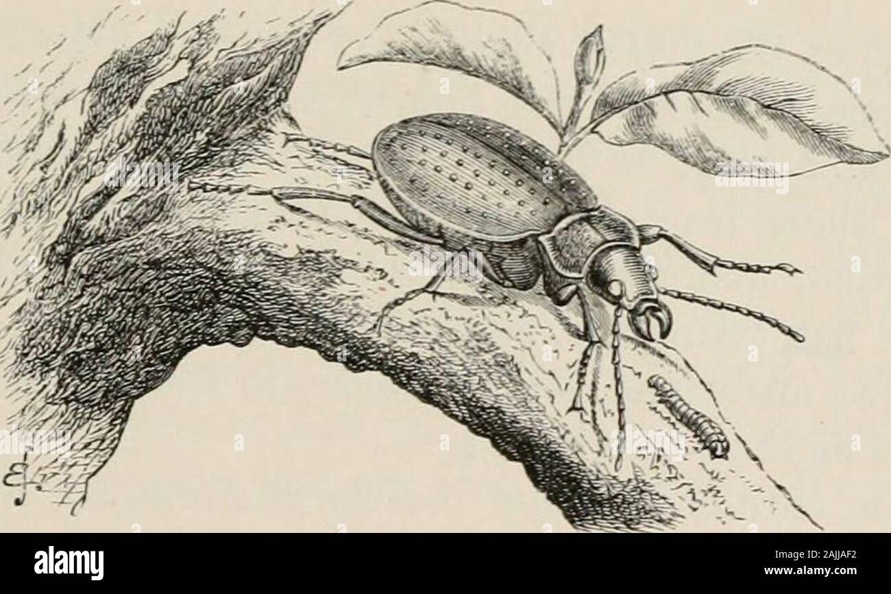 Picks insects hi-res stock photography and images - Alamy