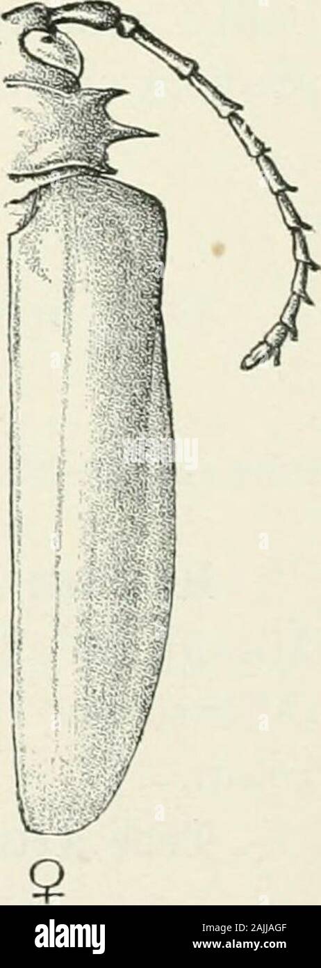Indian forest insects of economic importance Coleoptera . FAMILY ...
