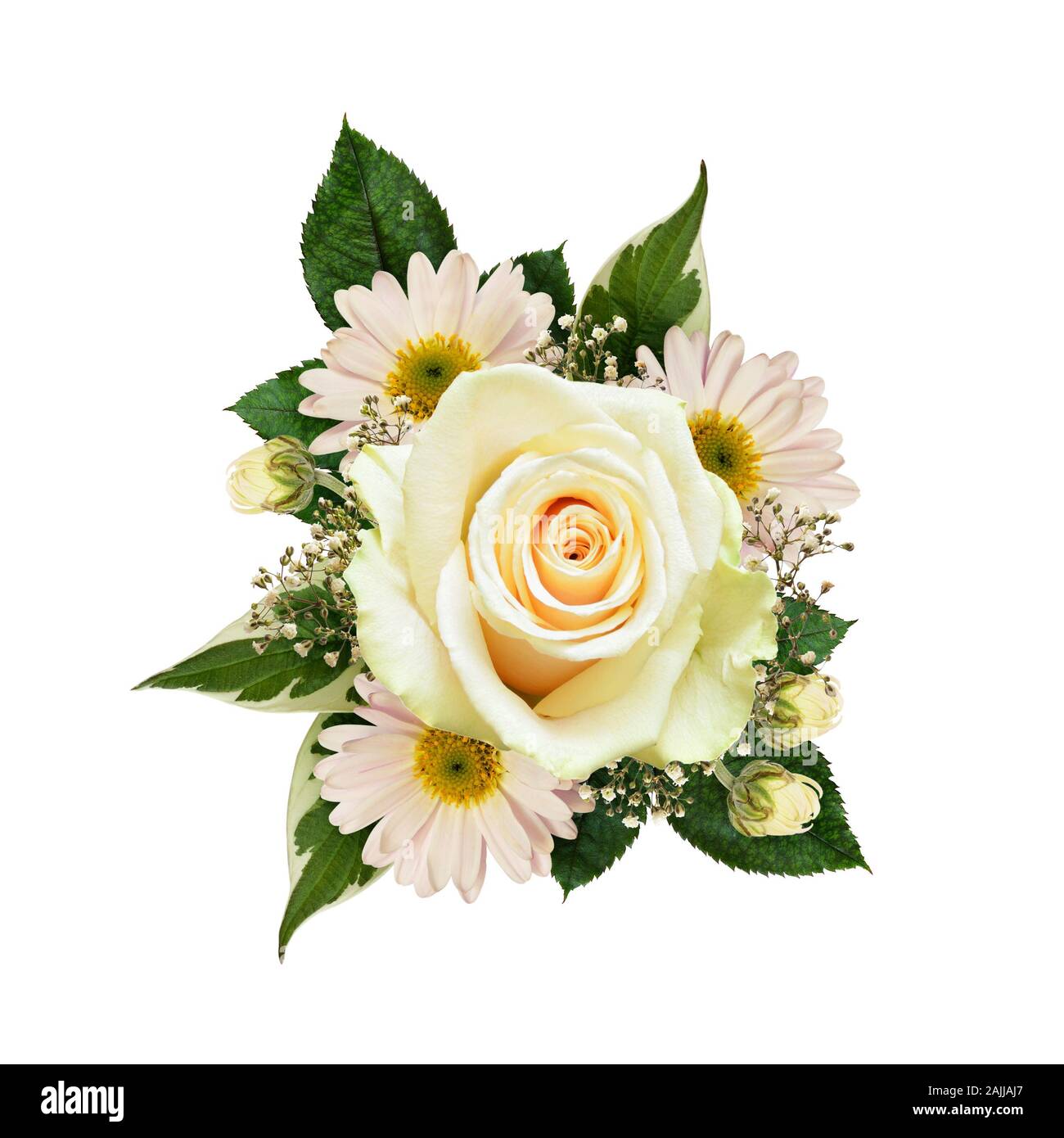 Gypsophila flowers green leaves Cut Out Stock Images & Pictures - Alamy