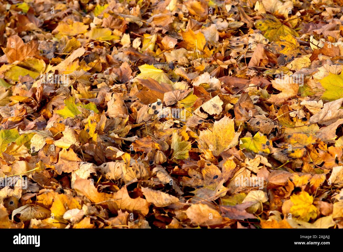 An abstract image of autumn leaf litter, mostly leaves from acer ...