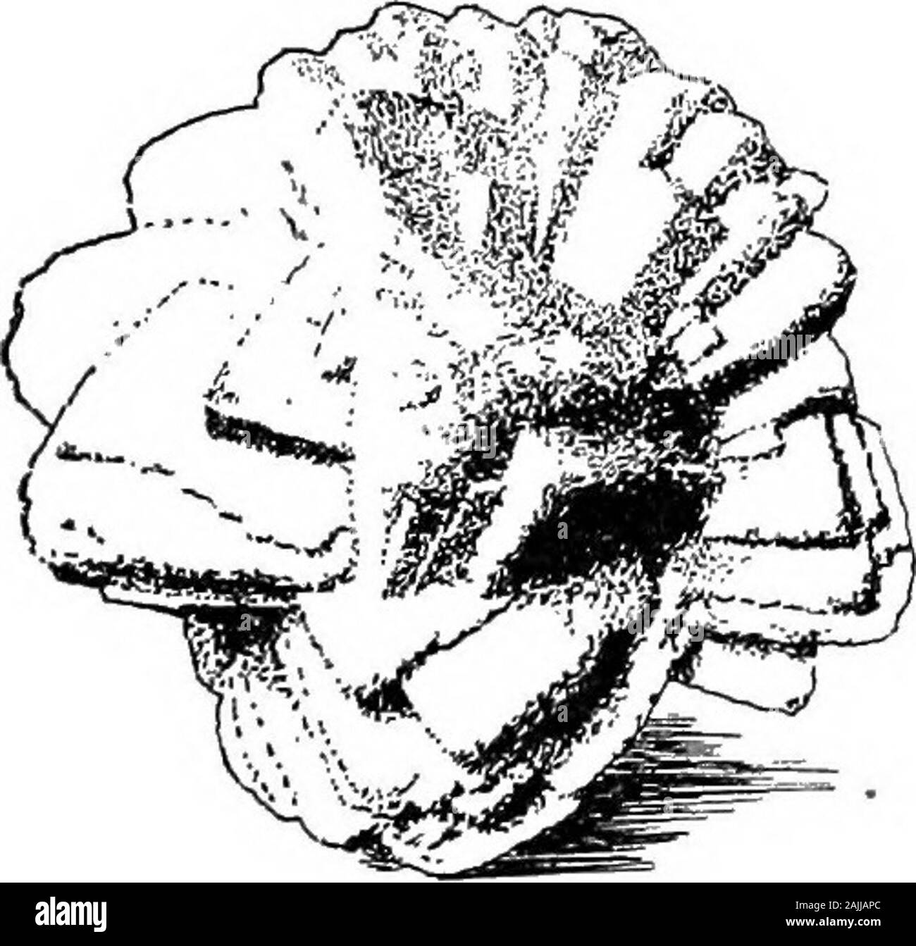 Basal layers hi-res stock photography and images - Alamy