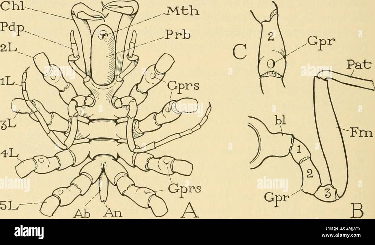 Male gonads hi-res stock photography and images - Alamy