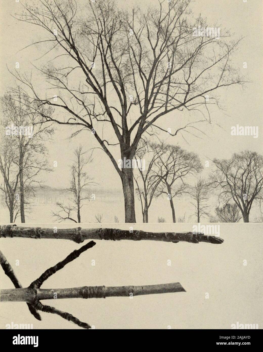 Silver maple tree keys hi-res stock photography and images - Alamy