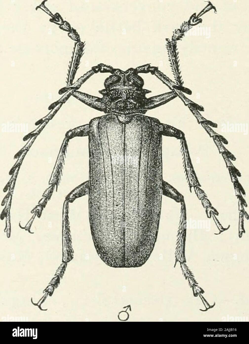 Indian forest insects of economic importance Coleoptera . ionus ...
