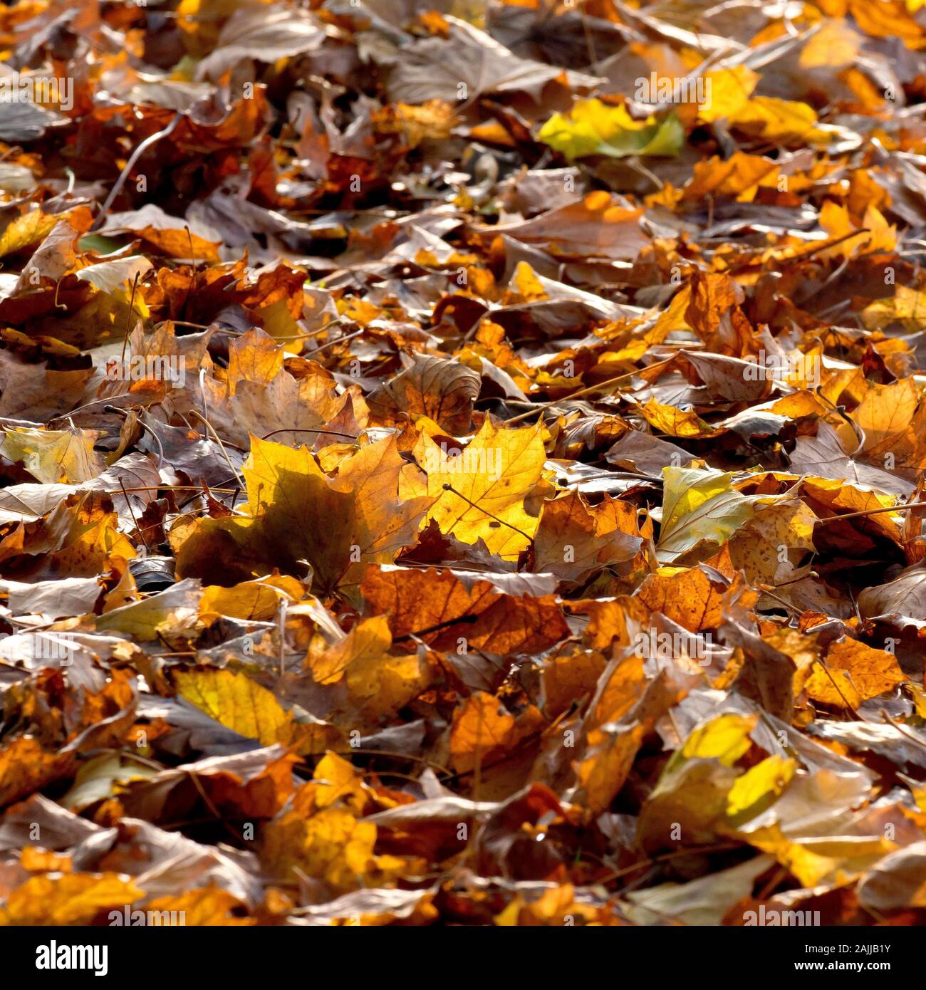 Abstract leaf image hi-res stock photography and images - Alamy