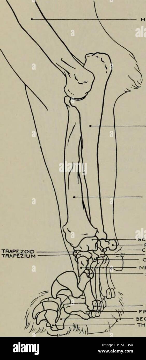 Modelling; a guide for teachers and students . Fig. 104. —Fore-leg ...