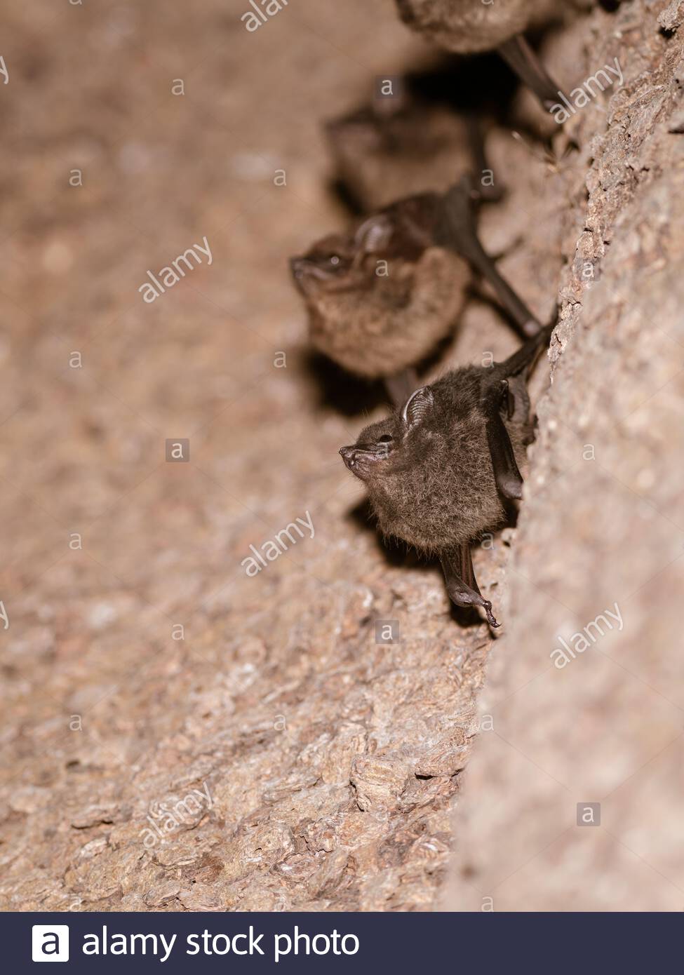 Large Nosed Bat High Resolution Stock Photography and Images - Alamy