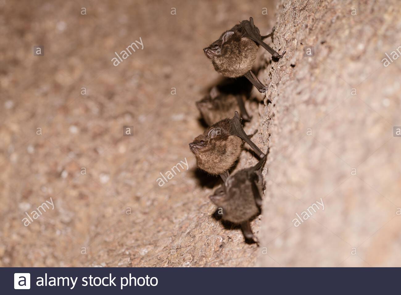 Large Nosed Bat High Resolution Stock Photography and Images - Alamy