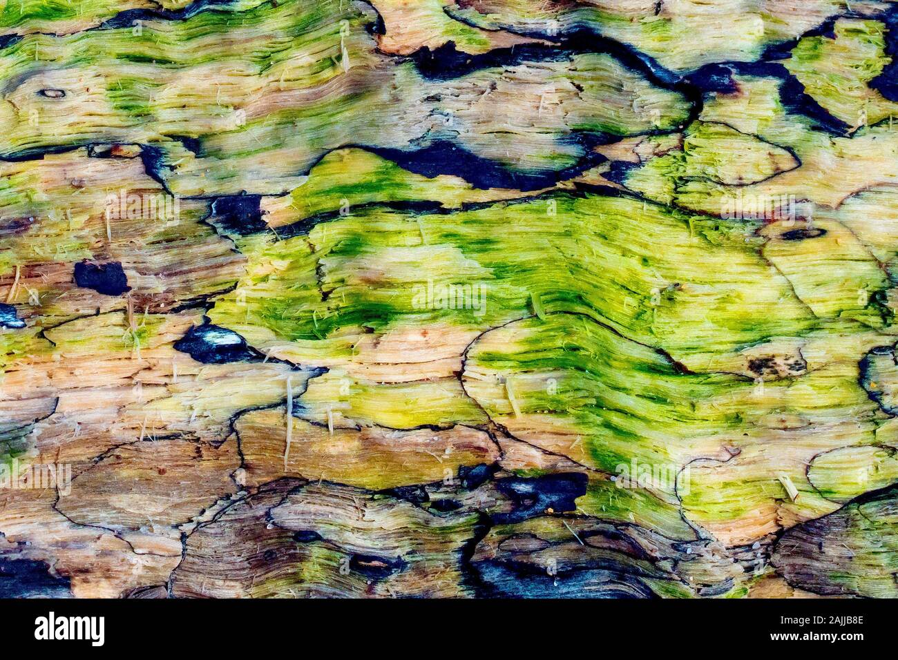 Close up abstract image of the patterns of decay in an old log Stock ...