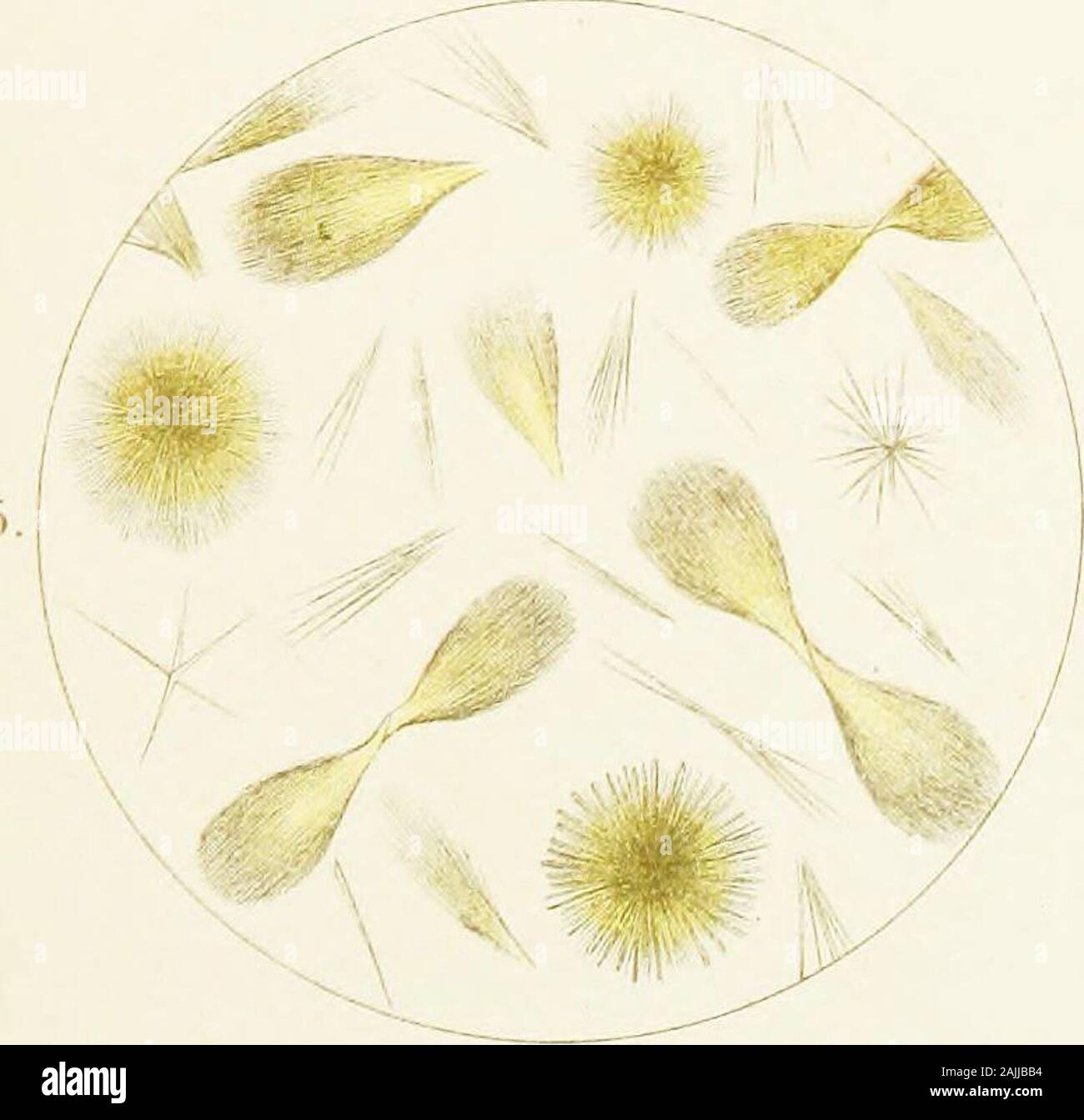 Atlas of urinary sediments; with special reference to their clinical ...