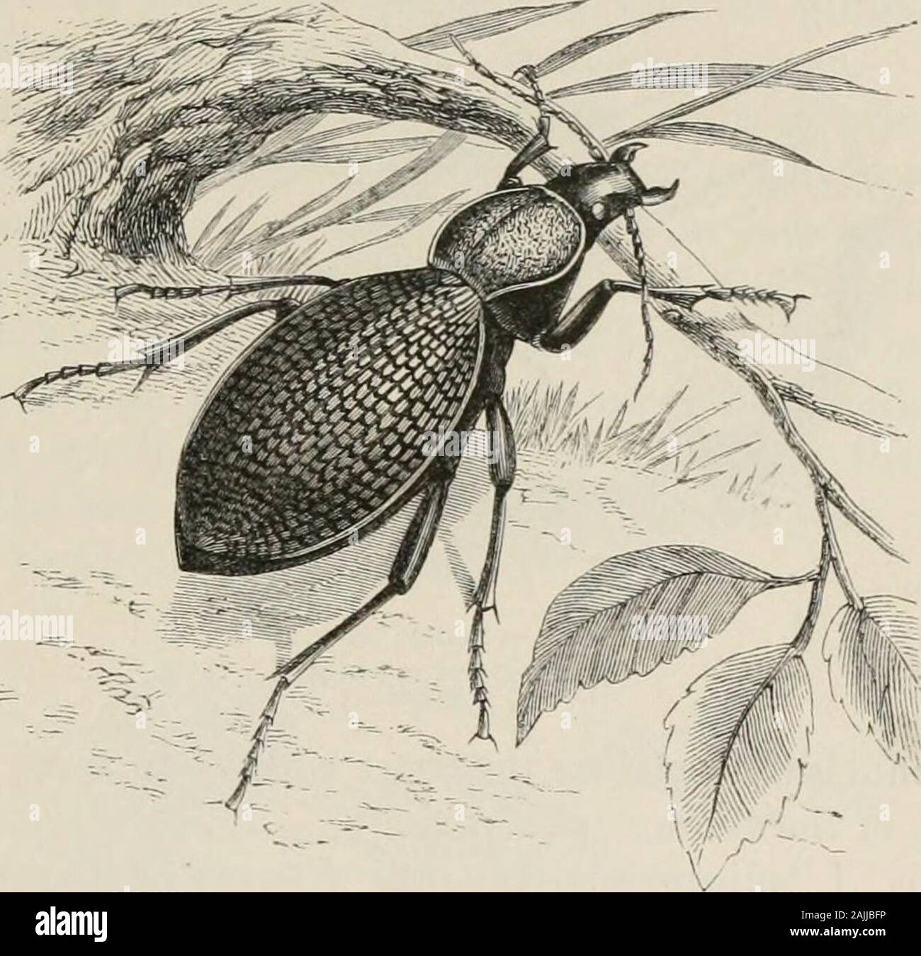 Foreign insects hi-res stock photography and images - Alamy