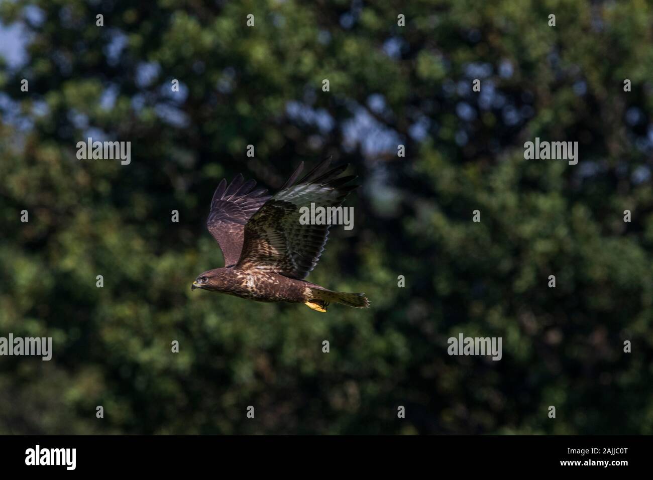 Buzzard flying and landing Stock Photo - Alamy