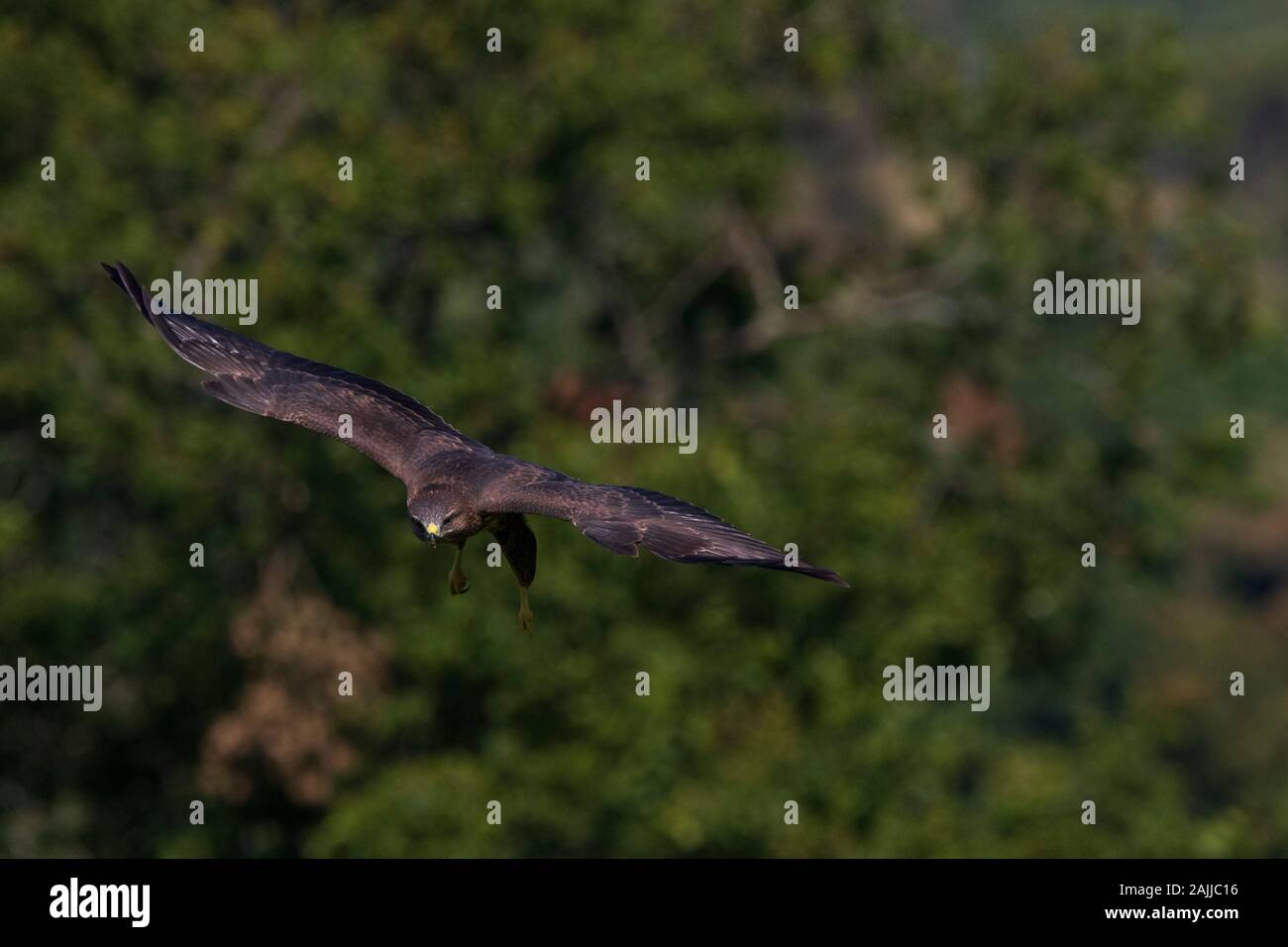 Buzzard flying and landing Stock Photo - Alamy