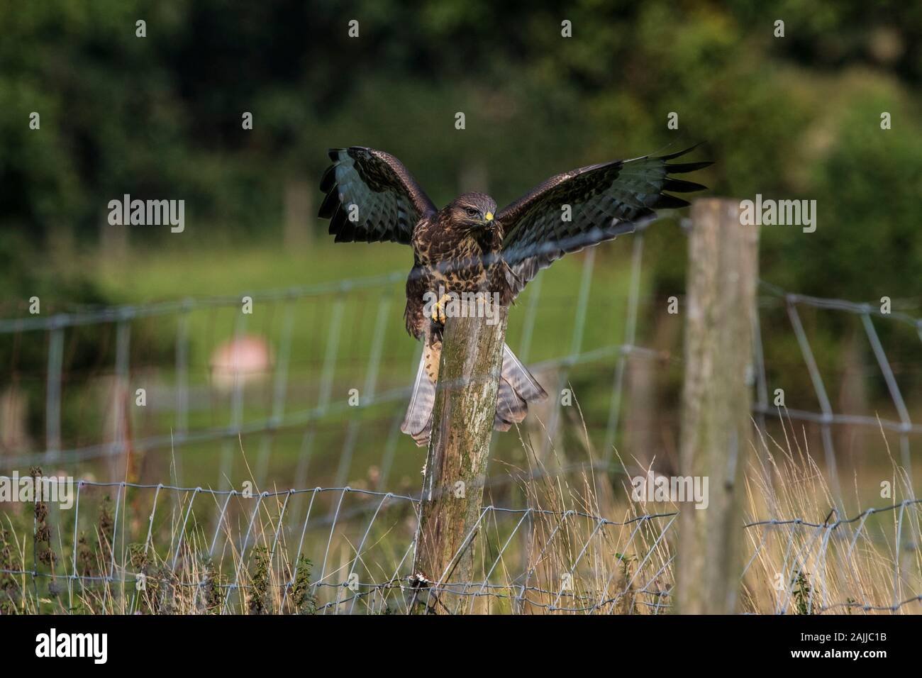 Buzzard flying and landing Stock Photo - Alamy