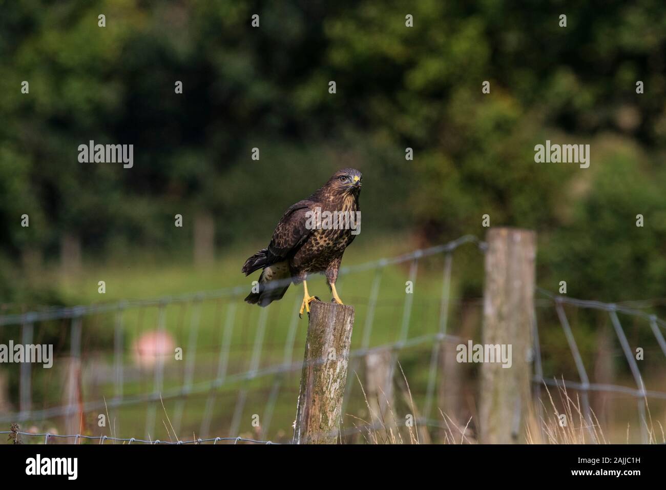 Buzzard flying and landing Stock Photo - Alamy