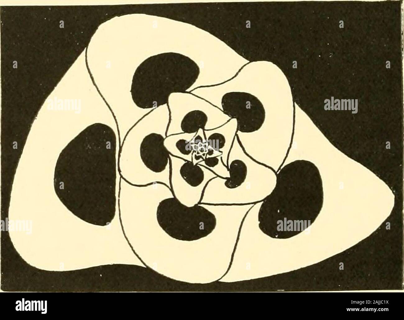 Bookidforaminifera hi-res stock photography and images - Alamy