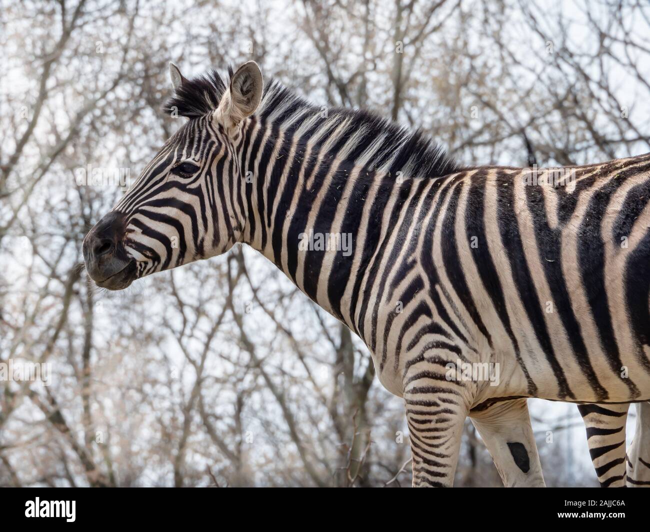 A Black and White Striped Zebra Standing Out in Nature Stock Photo - Alamy