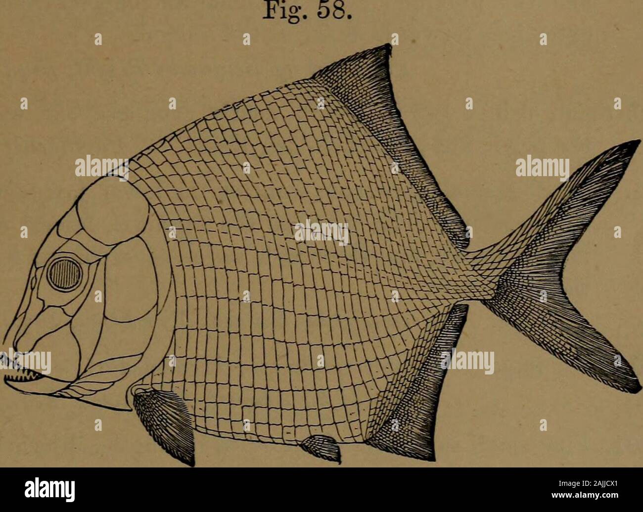 Catalogue of the fossil fishes in the British Museum (Natural History ...