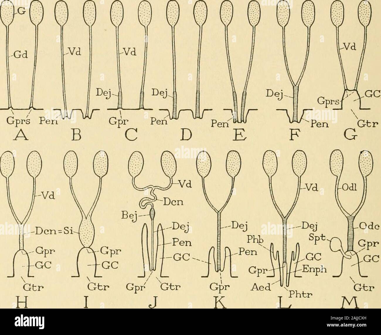 Penes hi-res stock photography and images - Alamy