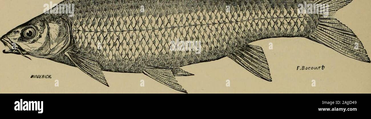 Geoffrey fish hi-res stock photography and images - Alamy