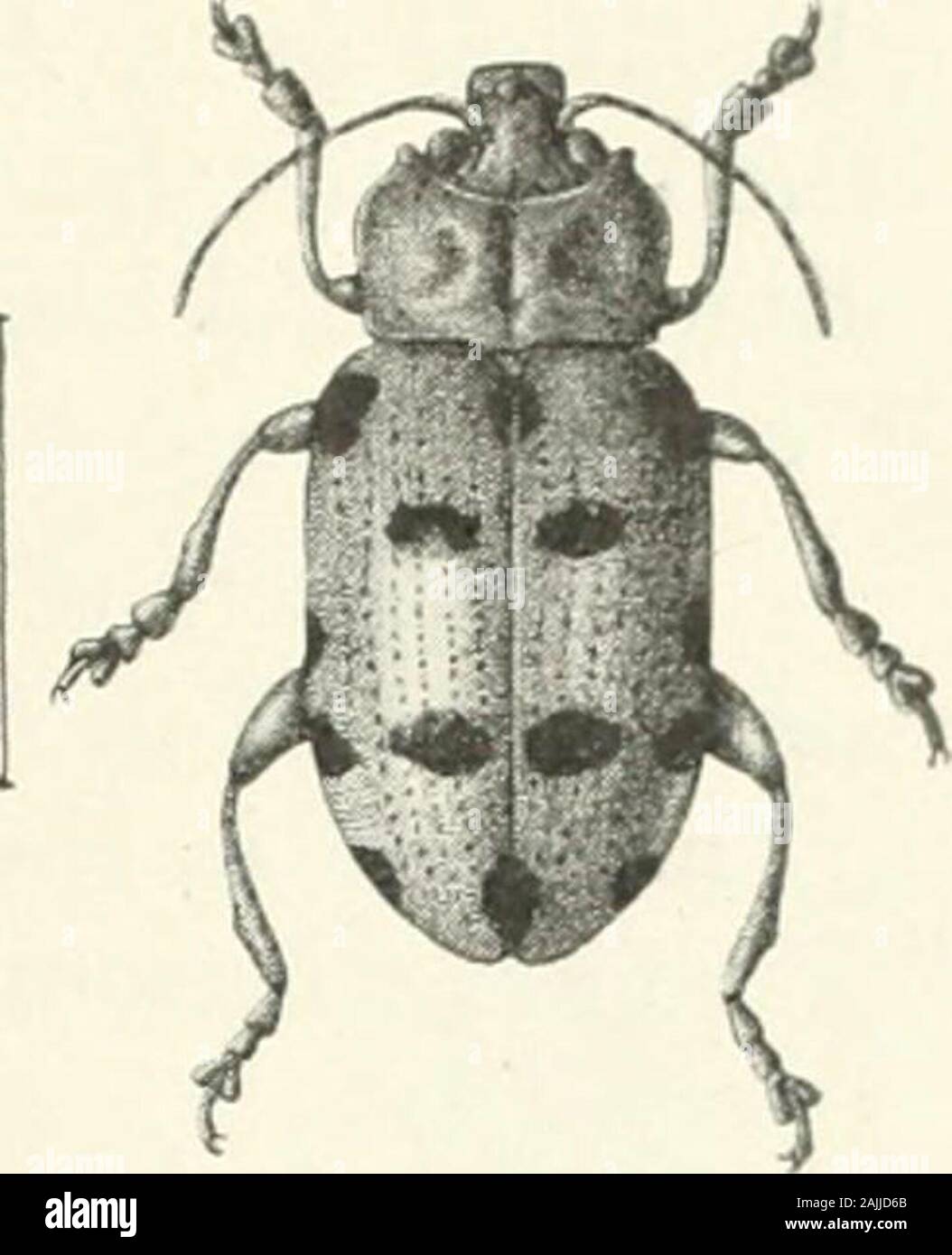 Indian forest insects of economic importance Coleoptera . I.M.N. iv, 68 ...
