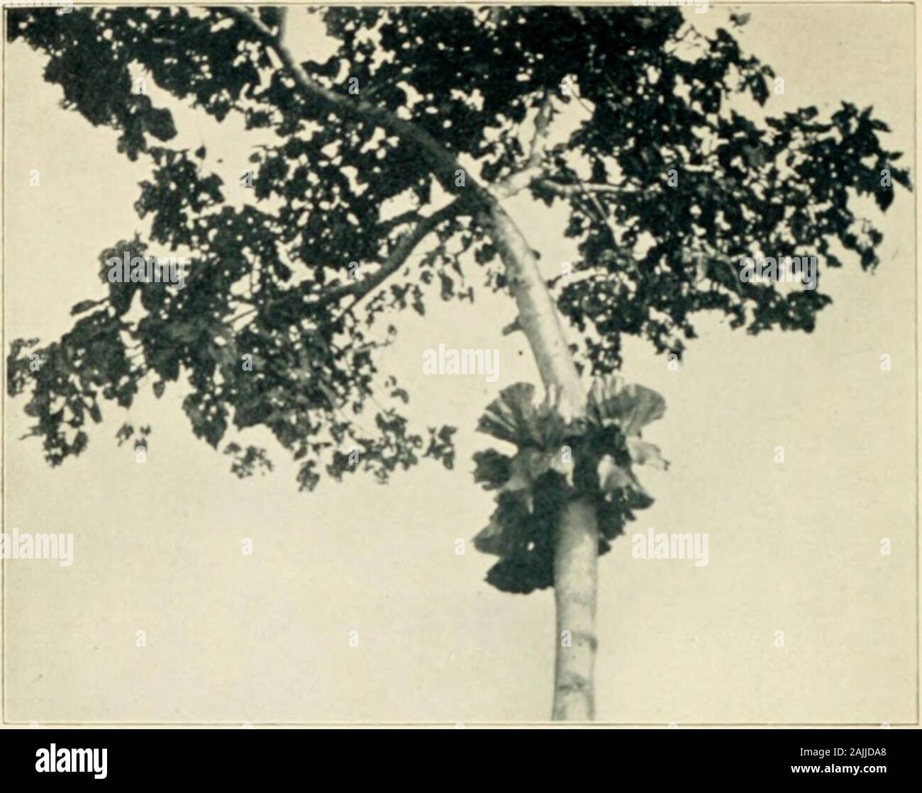 From the Congo to the Niger and the Nile : an account of The German ...