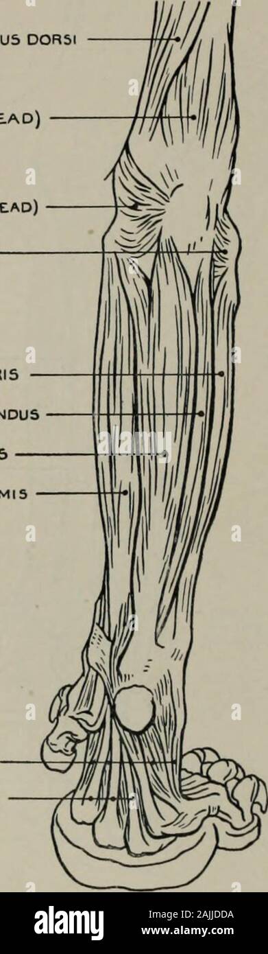 Anconeus Origin And Insertion
