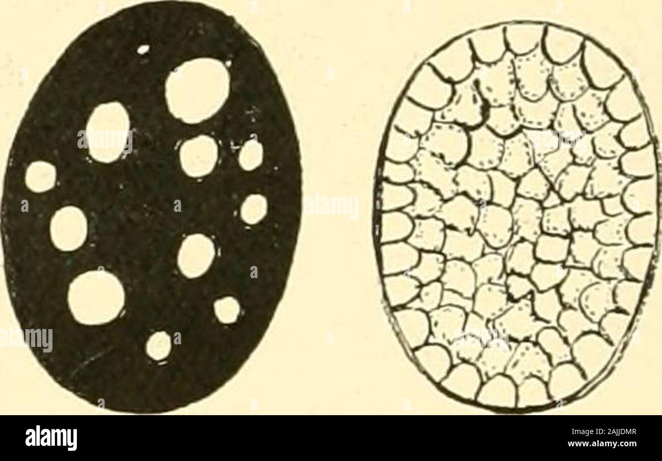 The foraminifera: an introduction to the study of the protozoa Stock ...