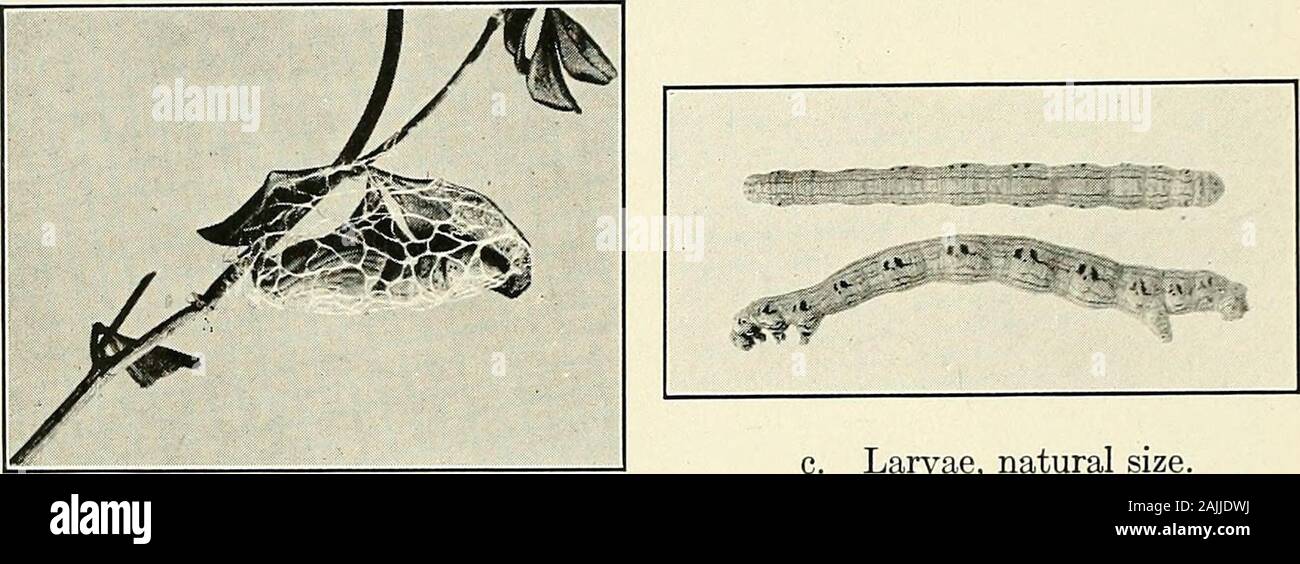 Cocoon size hi-res stock photography and images - Alamy