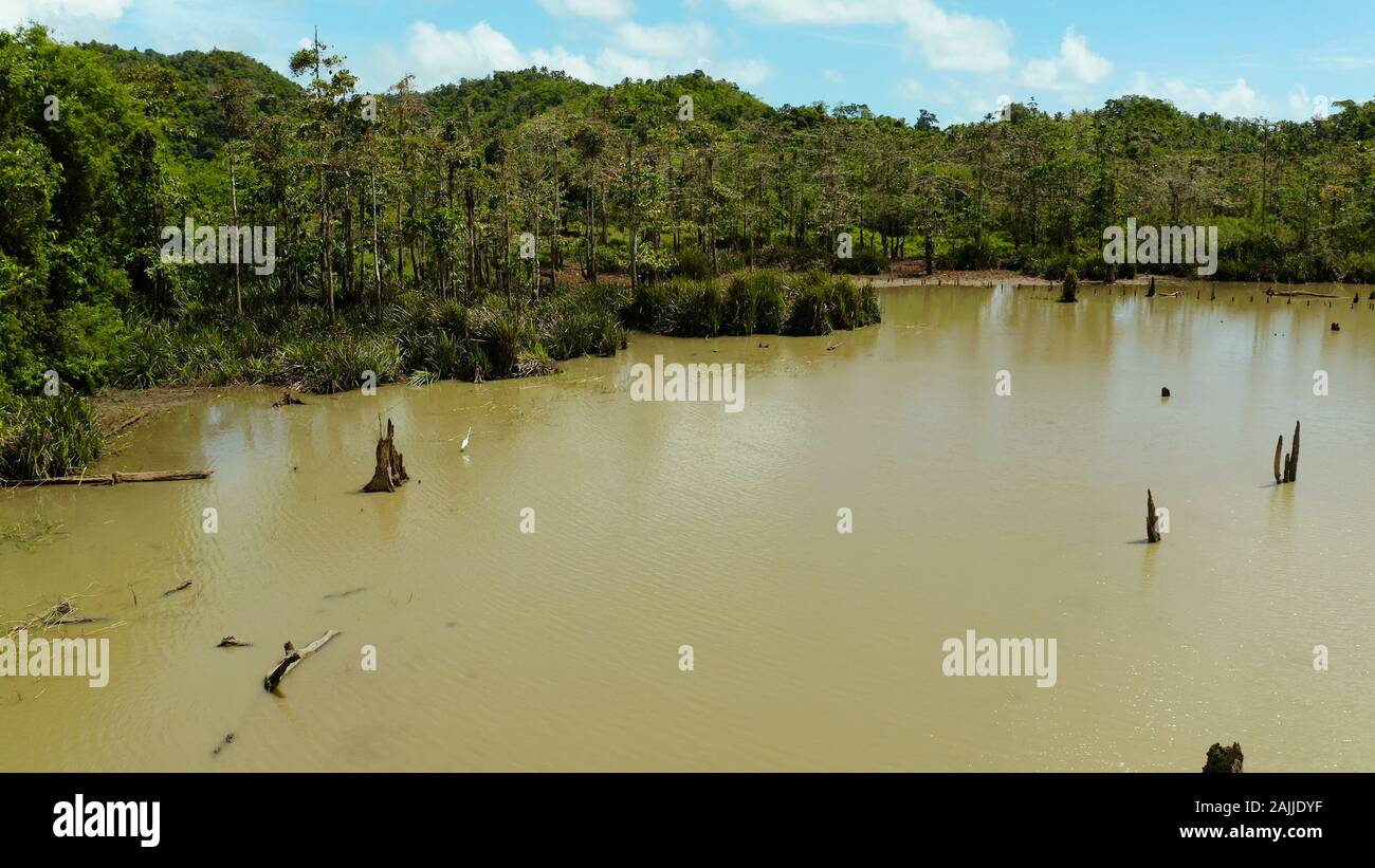 Pond and swamp in the jungles of the Philippines on the island of ...
