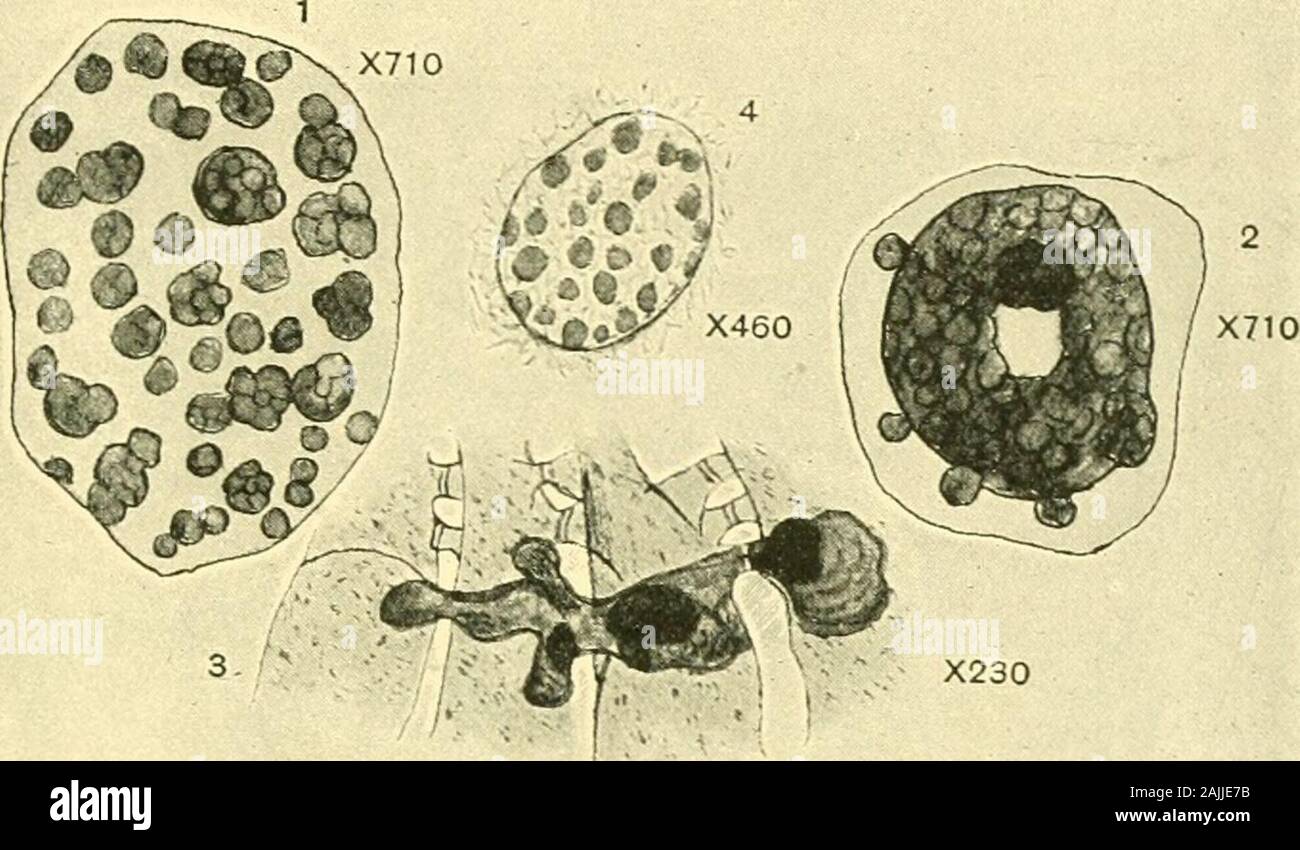 Foraminifera Under Microscope Labeled