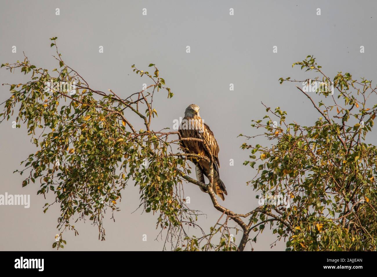 Red Kites Milvus Milvus landing and perched on a tree Stock Photo - Alamy