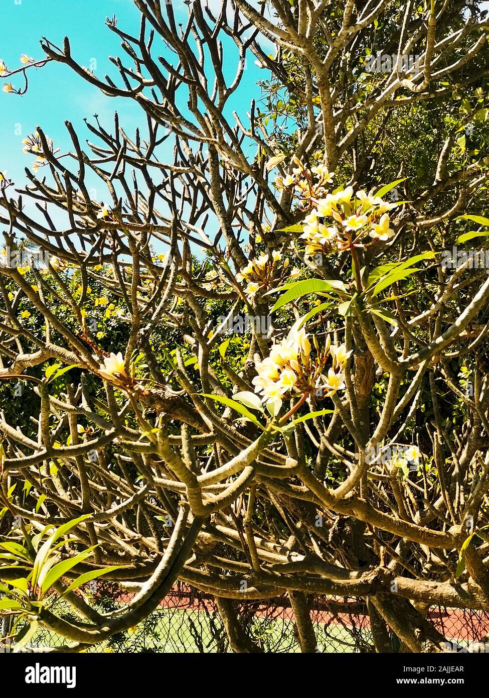 Frangipani tropical flower, Plumeria flower blooming on tree, spa ...