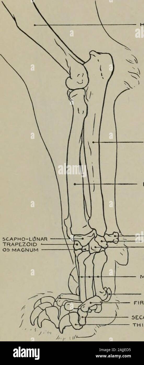 Modelling; a guide for teachers and students . Fig. 100.-Fore-leg ...