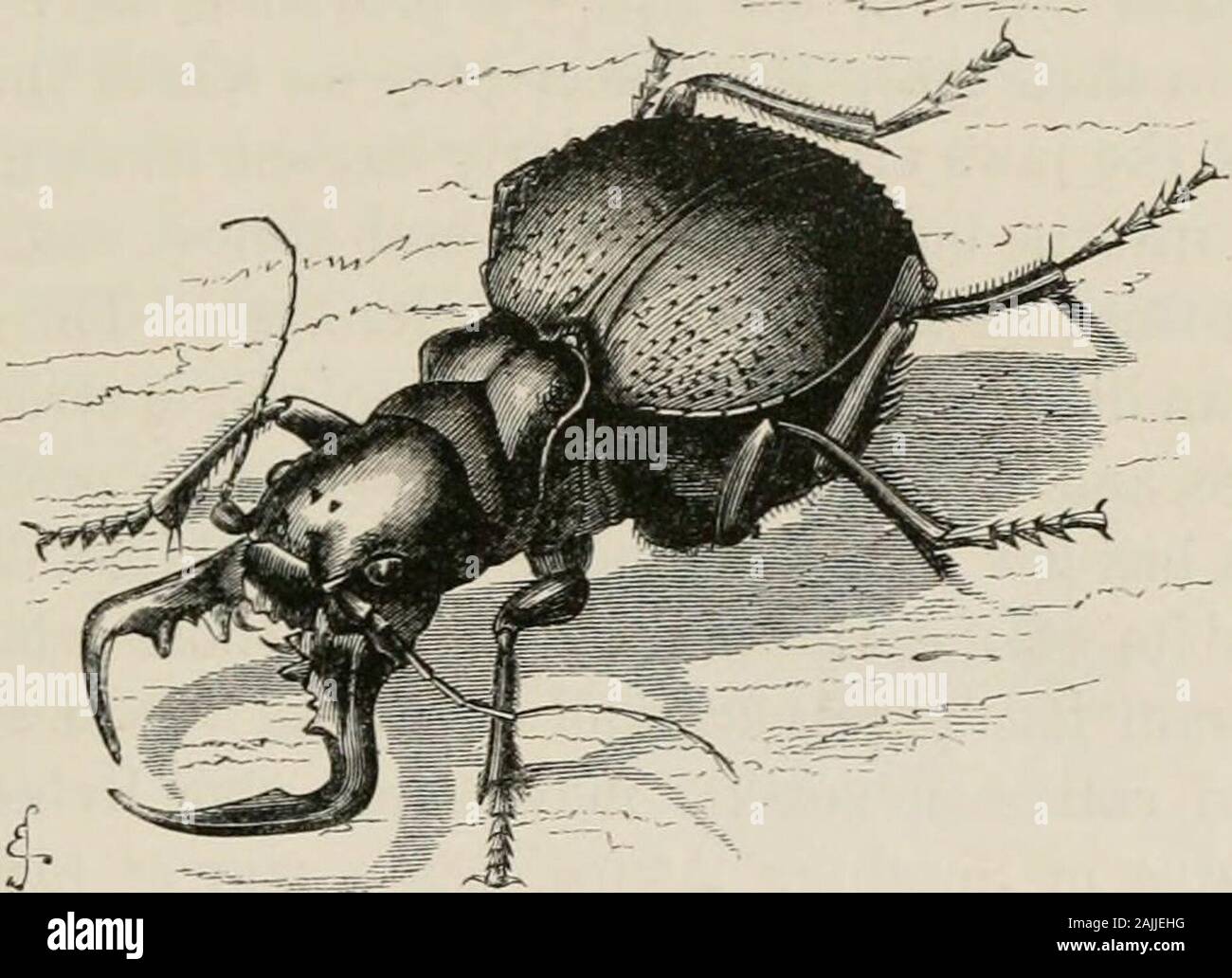 Insects abroad : being a popular account of foreign insects, their ...