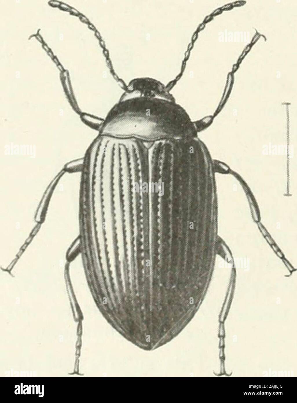 Indian forest insects of economic importance Coleoptera . FIG. 169 ...