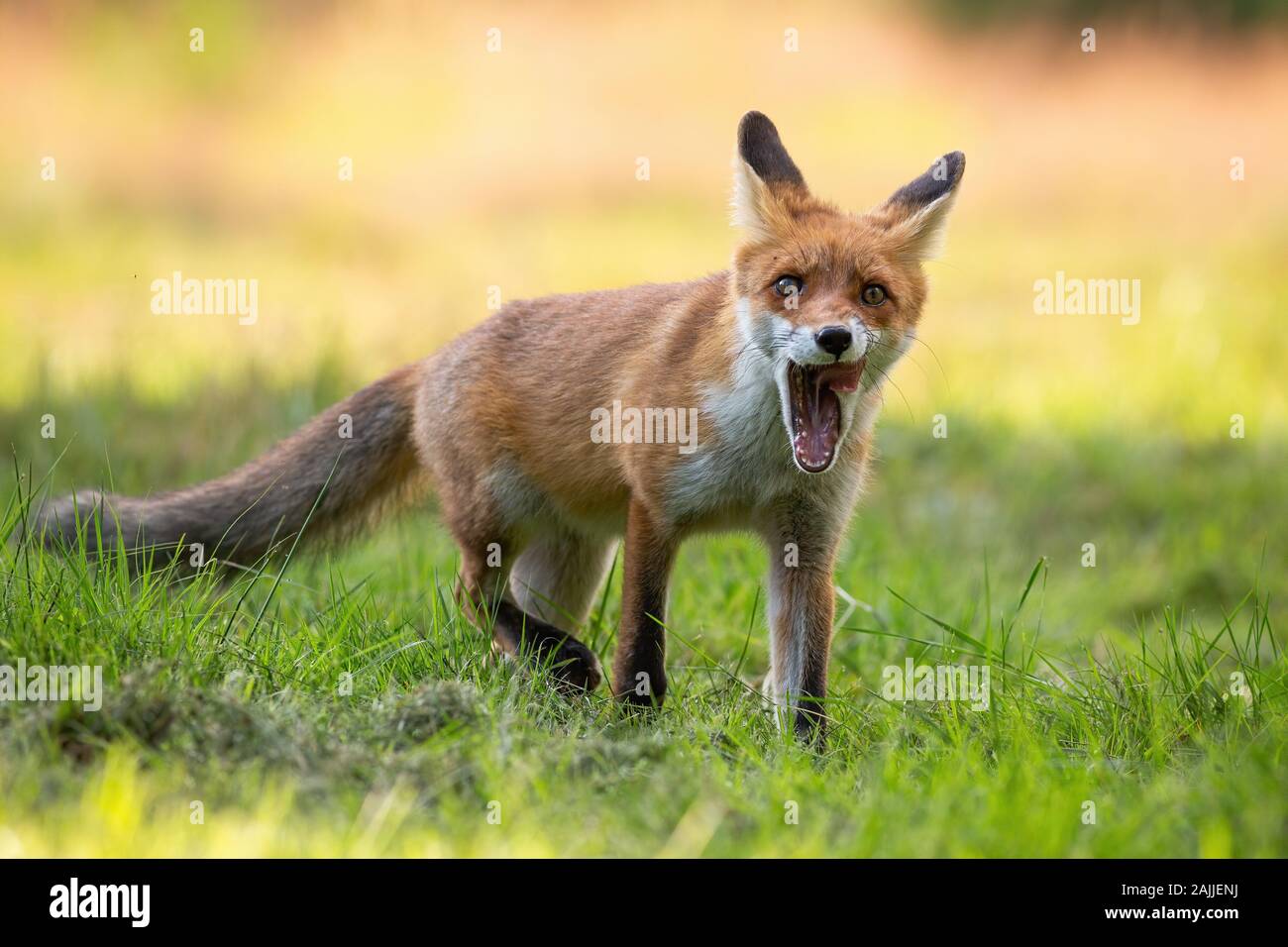 Red fox cub yawning with mouth open and licking with pink tongue Stock ...