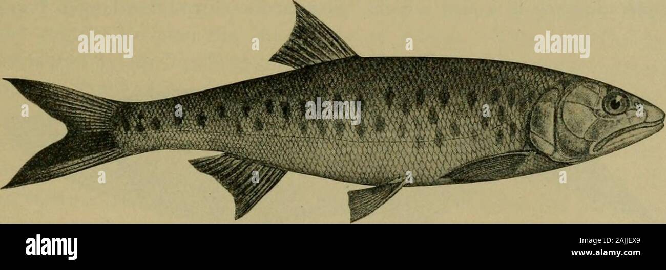 Cirrhina mrigala hi-res stock photography and images - Alamy