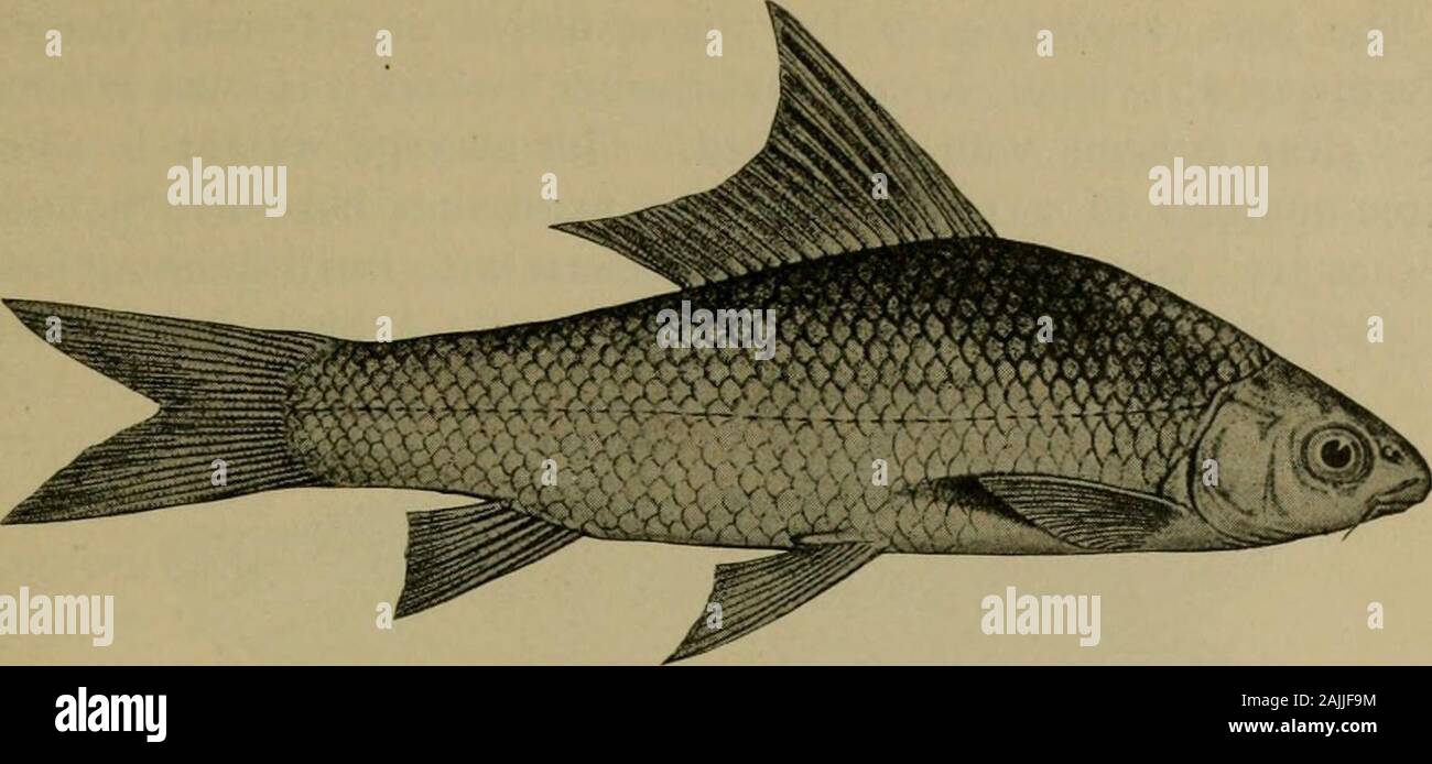 Cirrhina mrigala hi-res stock photography and images - Alamy