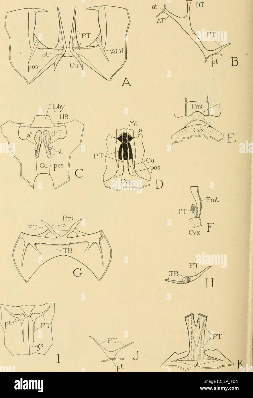 Fart insects hi-res stock photography and images - Alamy