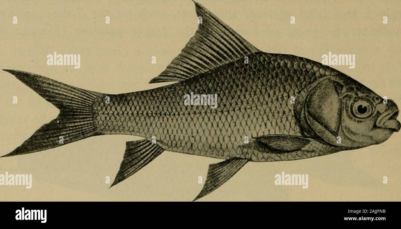 Catla catla hi-res stock photography and images - Alamy