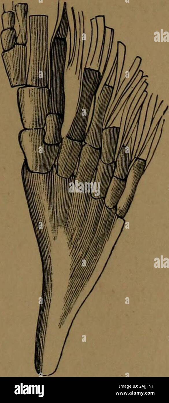 Fossil fish scales hi-res stock photography and images - Alamy