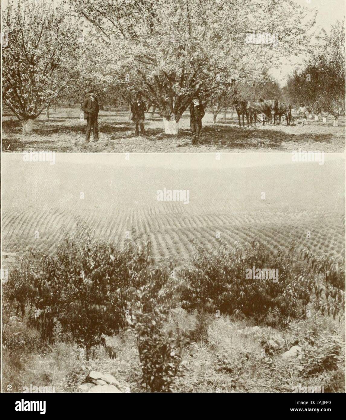 Pear cider history hi-res stock photography and images - Alamy