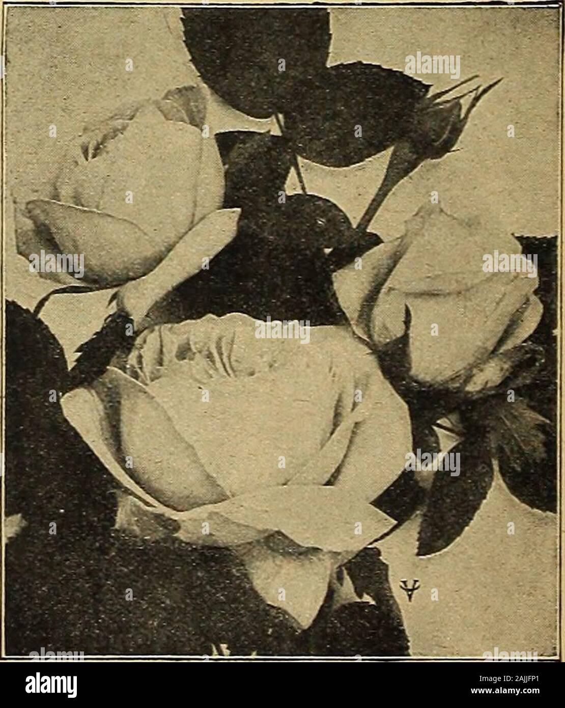 Paul maroon hi-res stock photography and images - Alamy