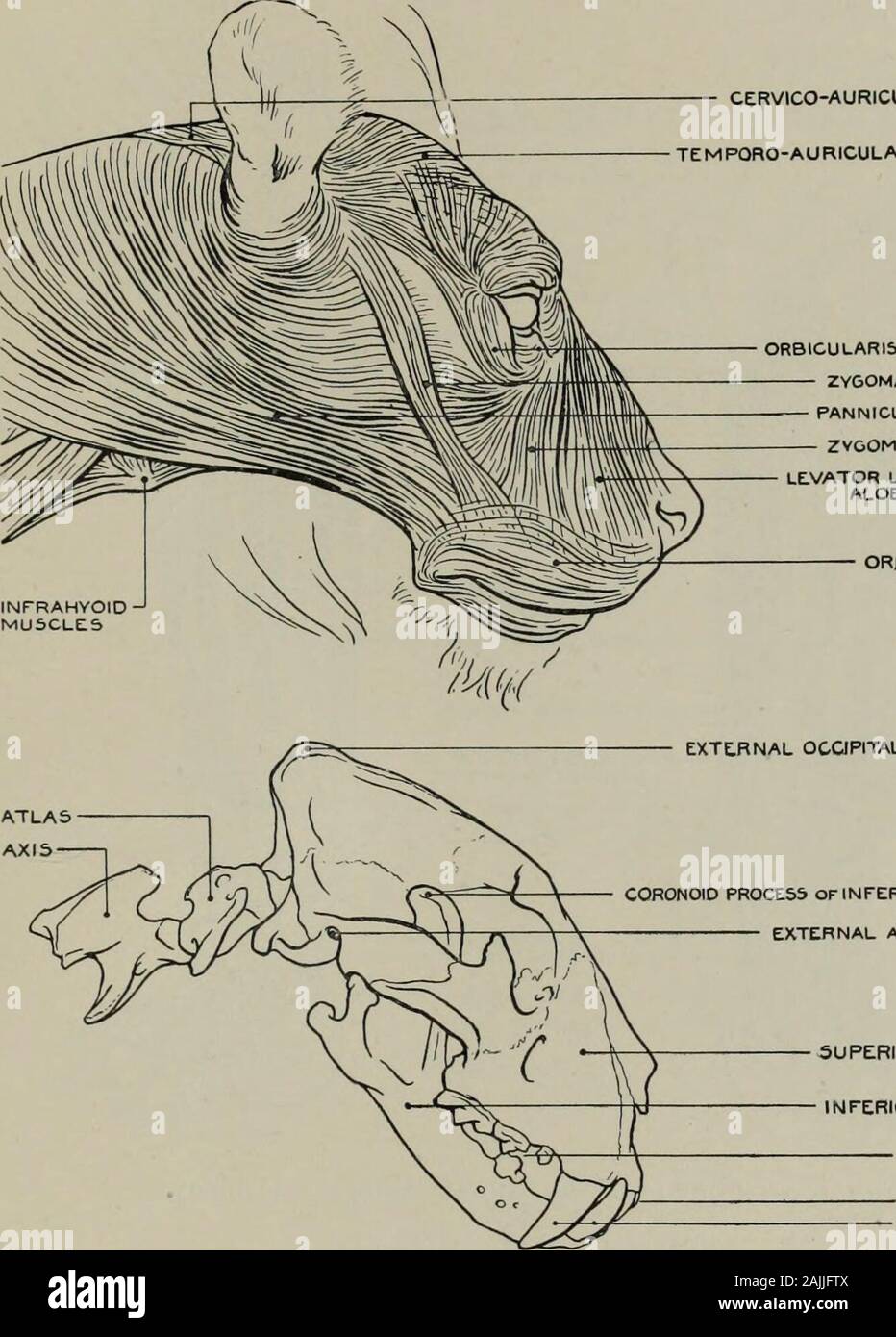 Modelling; a guide for teachers and students . EXTERNAL OCCIPITAL ...