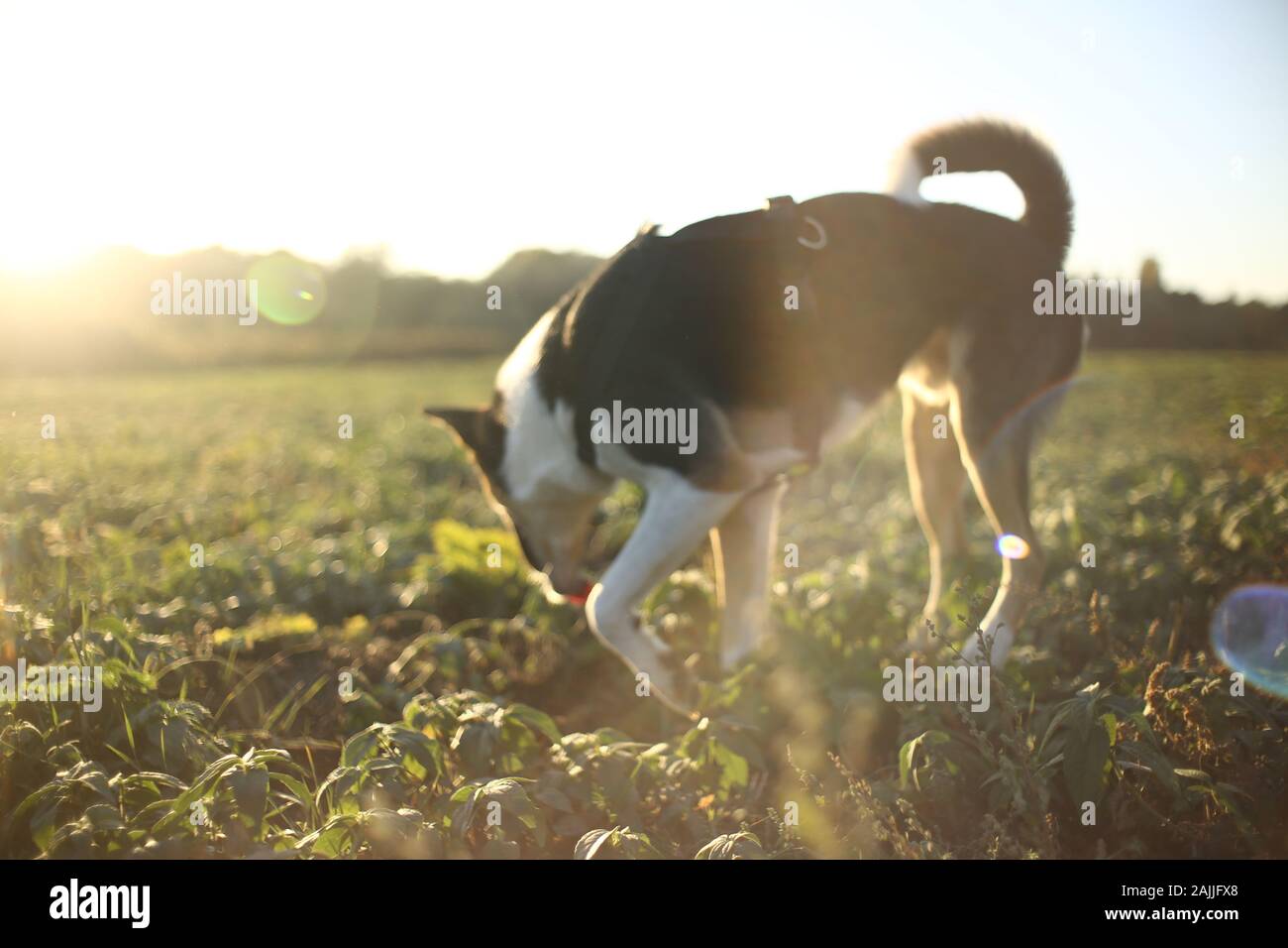 Dog on the grass with morning sunlight Stock Photo - Alamy
