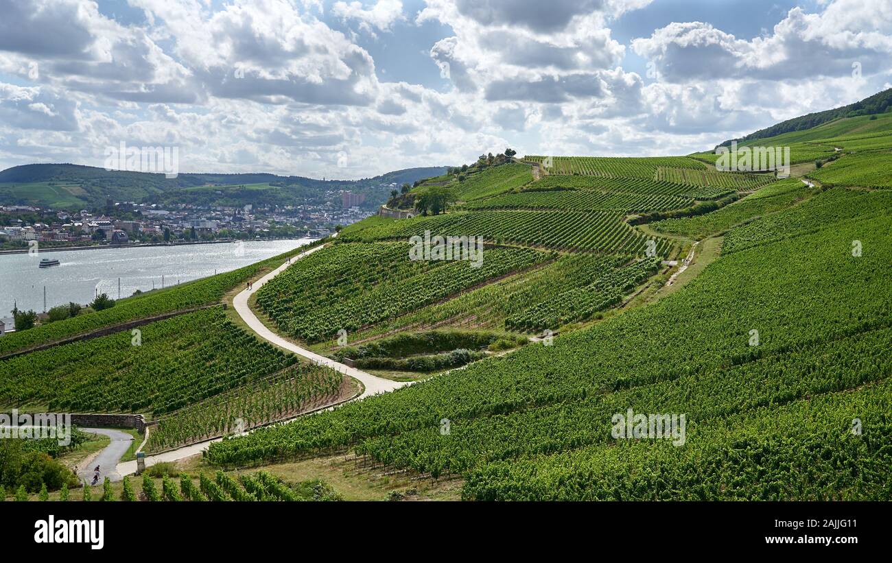 Rheinsteig hiking trail winds through pretty vineyards sloping down to ...