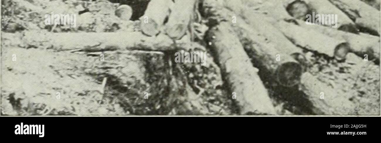 Log slide hi-res stock photography and images - Alamy