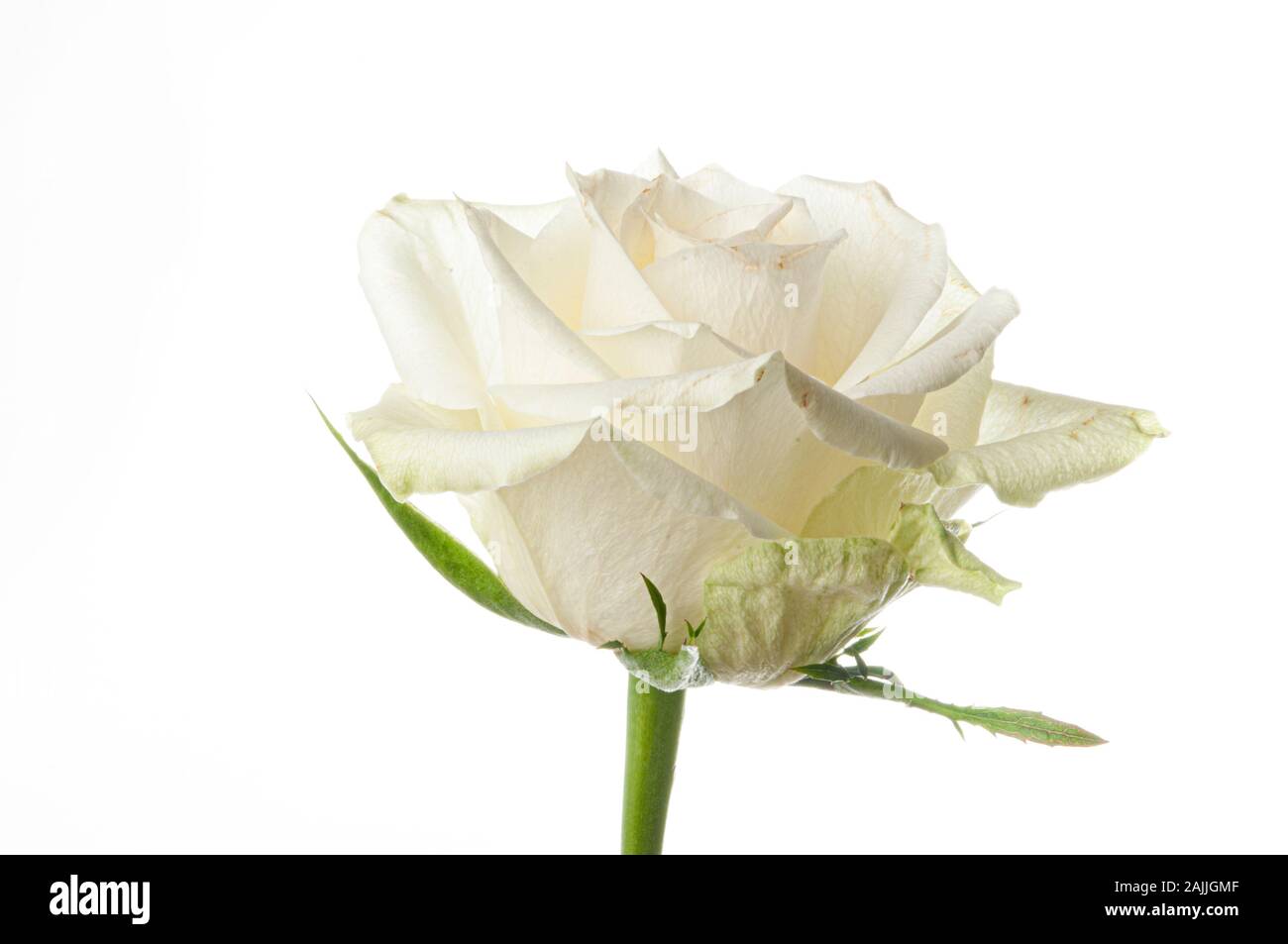 pure white rose isolated on white background Stock Photo - Alamy