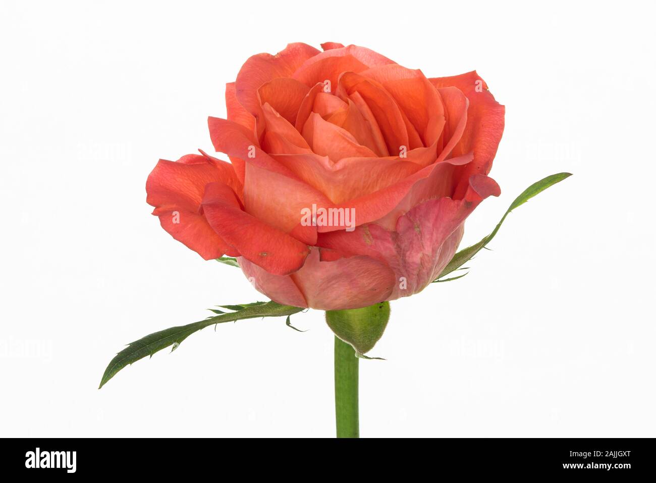 Coral coloured flower hi-res stock photography and images - Alamy